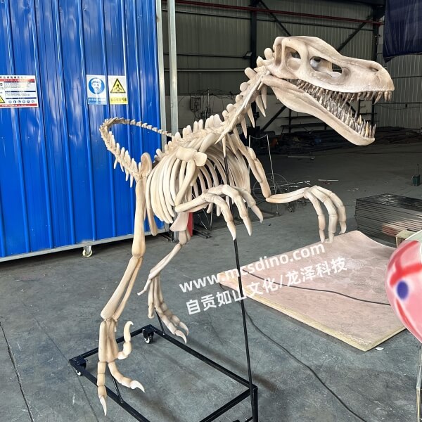 Dinosaur Skeleton Props Especially For Show-SKR042