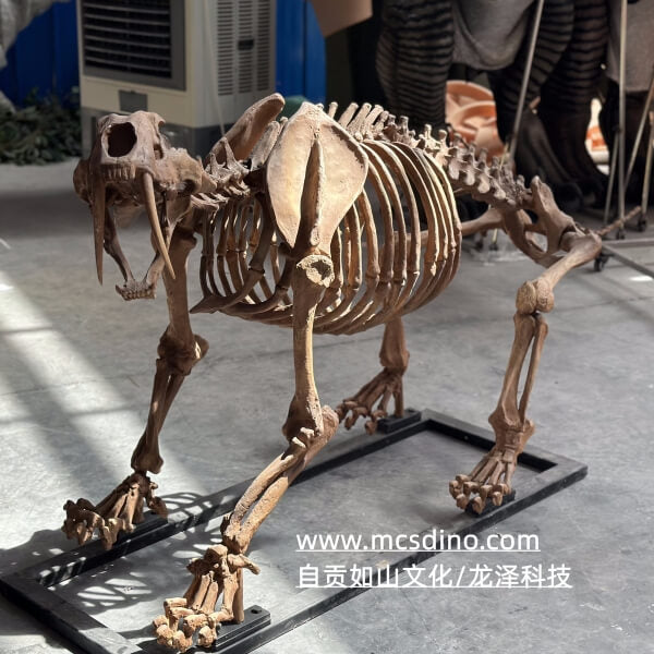 Decoration Saber-tooth Skeleton Replica-SKR009 – mcsdino