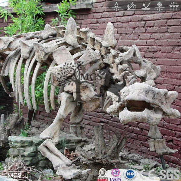 Ankylosaurus Skeleton Fossil